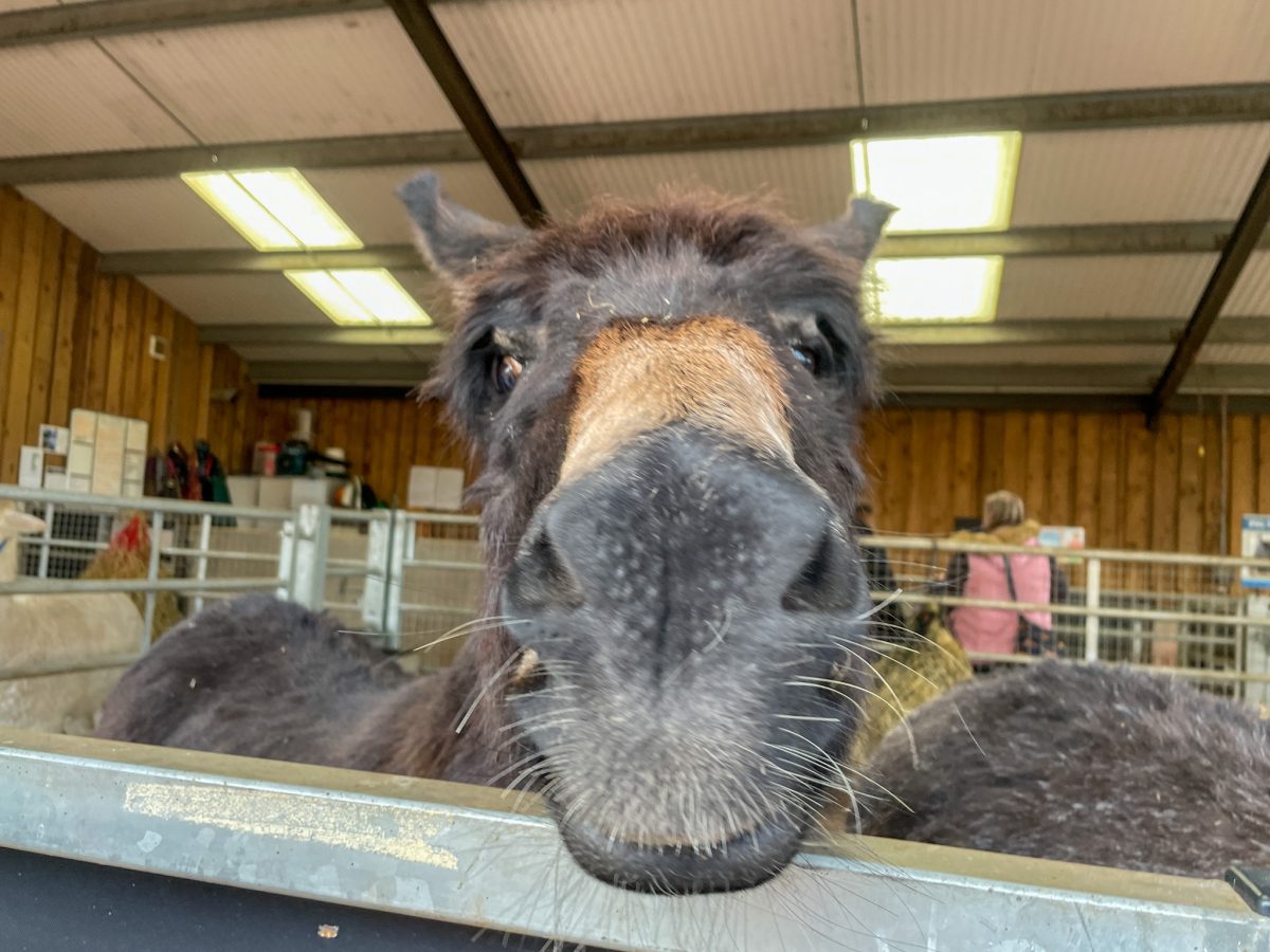 REVIEW: Amerton Farm, Staffordshire