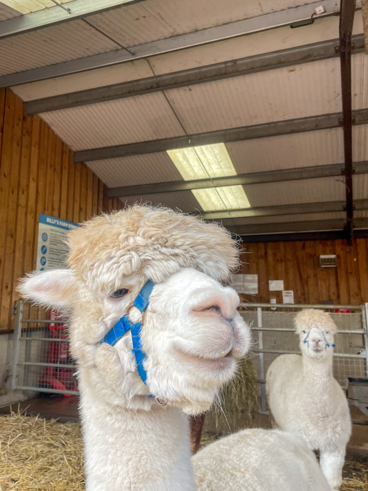 REVIEW: Amerton Farm, Staffordshire