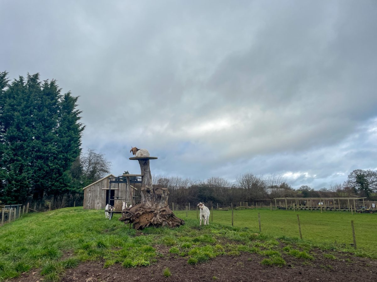 REVIEW: Amerton Farm, Staffordshire