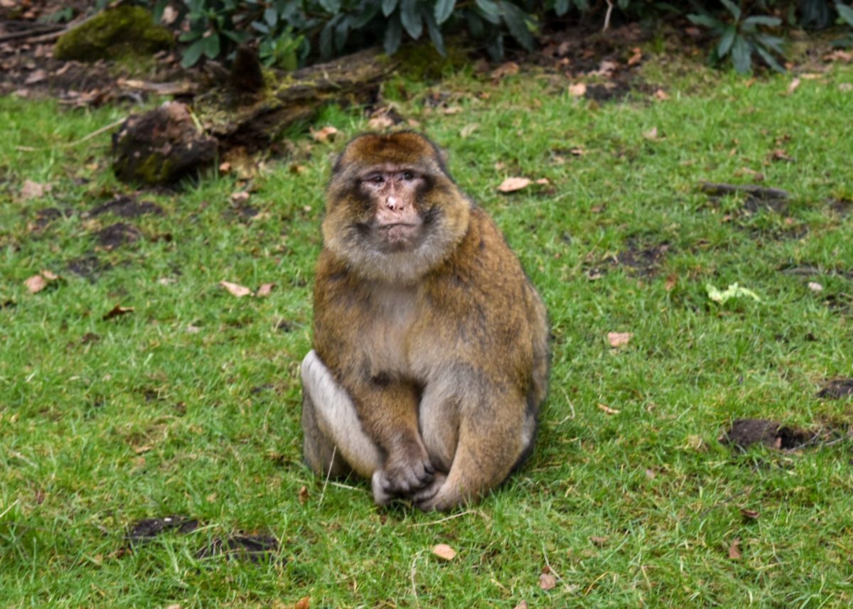 20 Things to do in Stoke-on-Trent with Kids